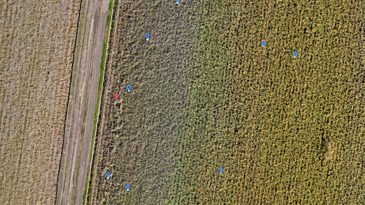 Identifying flood debris in sugarcane fields with drones | Pix4D