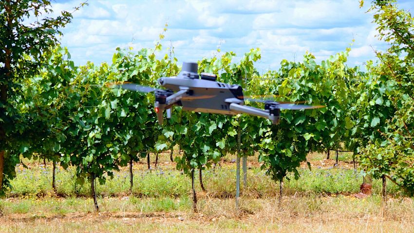 PIX4Dfields: vineyard disease detection and harvest planning | Pix4D