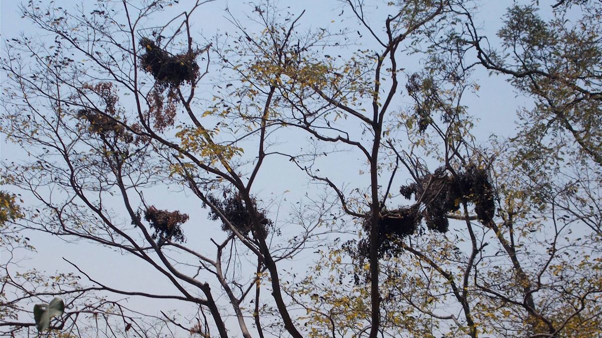 Mapping chimps: Drones and the future of conservation | Pix4D