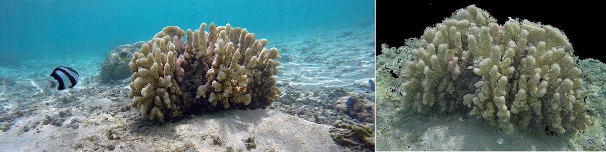 Mapping coral reefs using underwater images | Pix4D