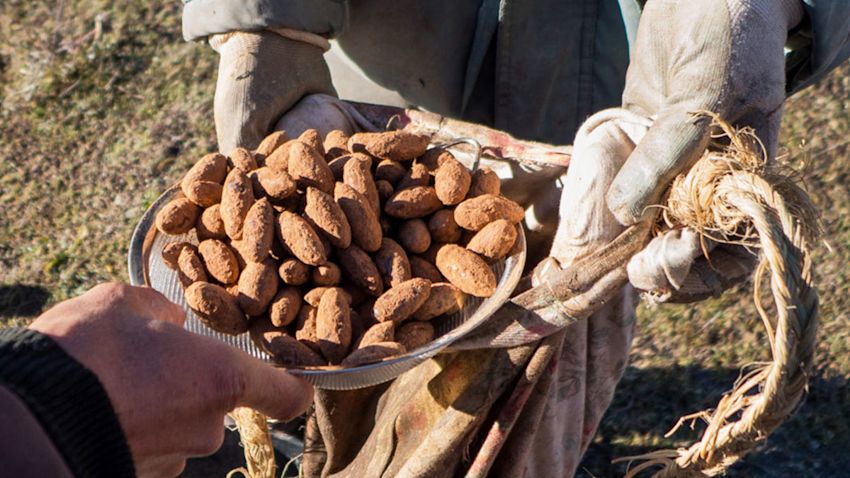 A tree planting drone to re-green the world | Pix4D