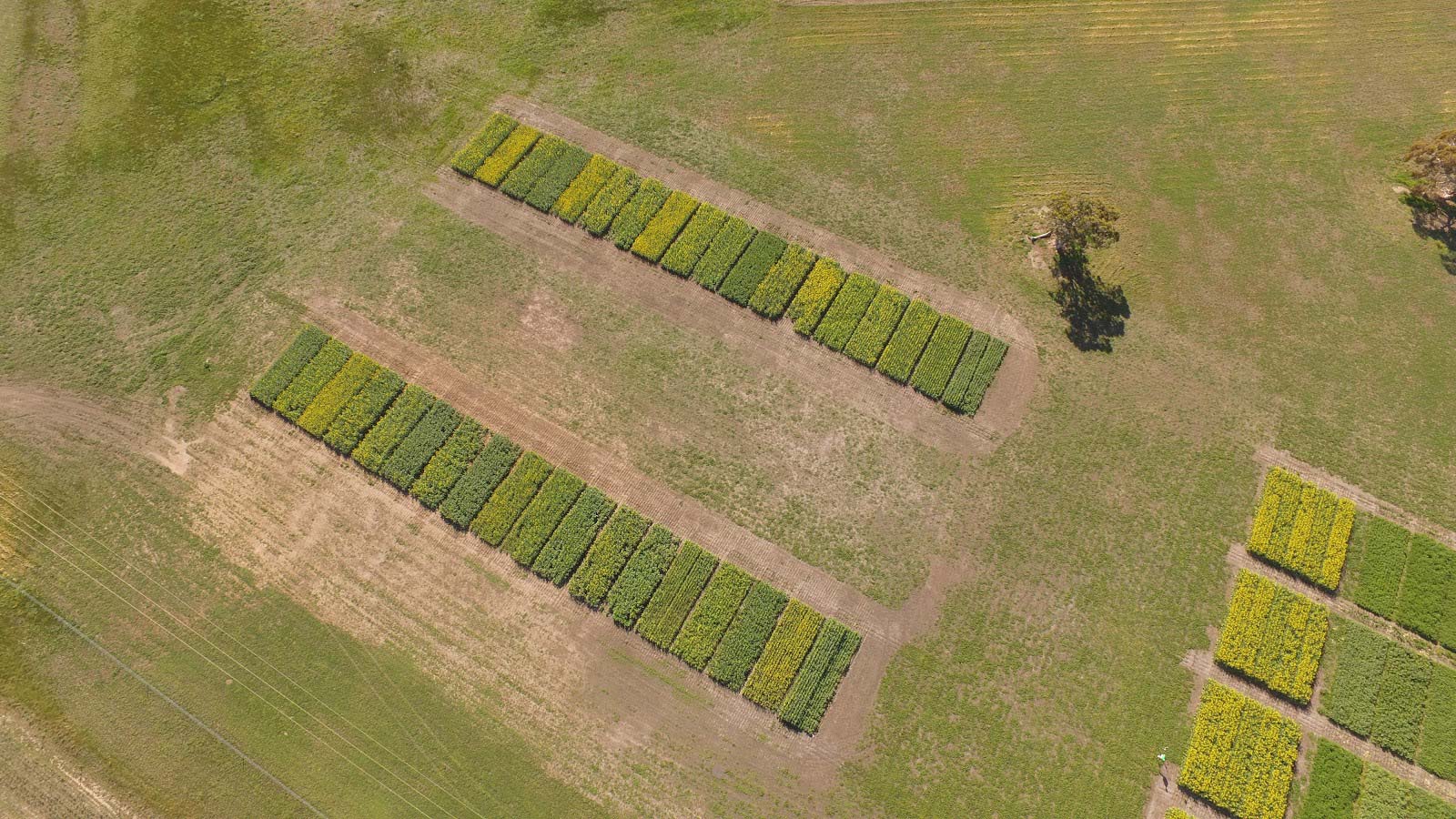 Drone mapping in agriculture: crop protection and production solutions | Pix4D