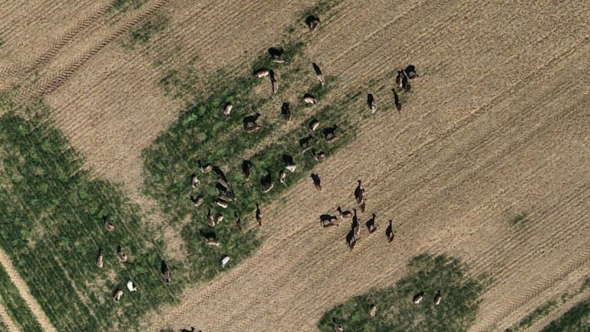 Crop damage assessment on a farmland with PIX4Dfields | Pix4D