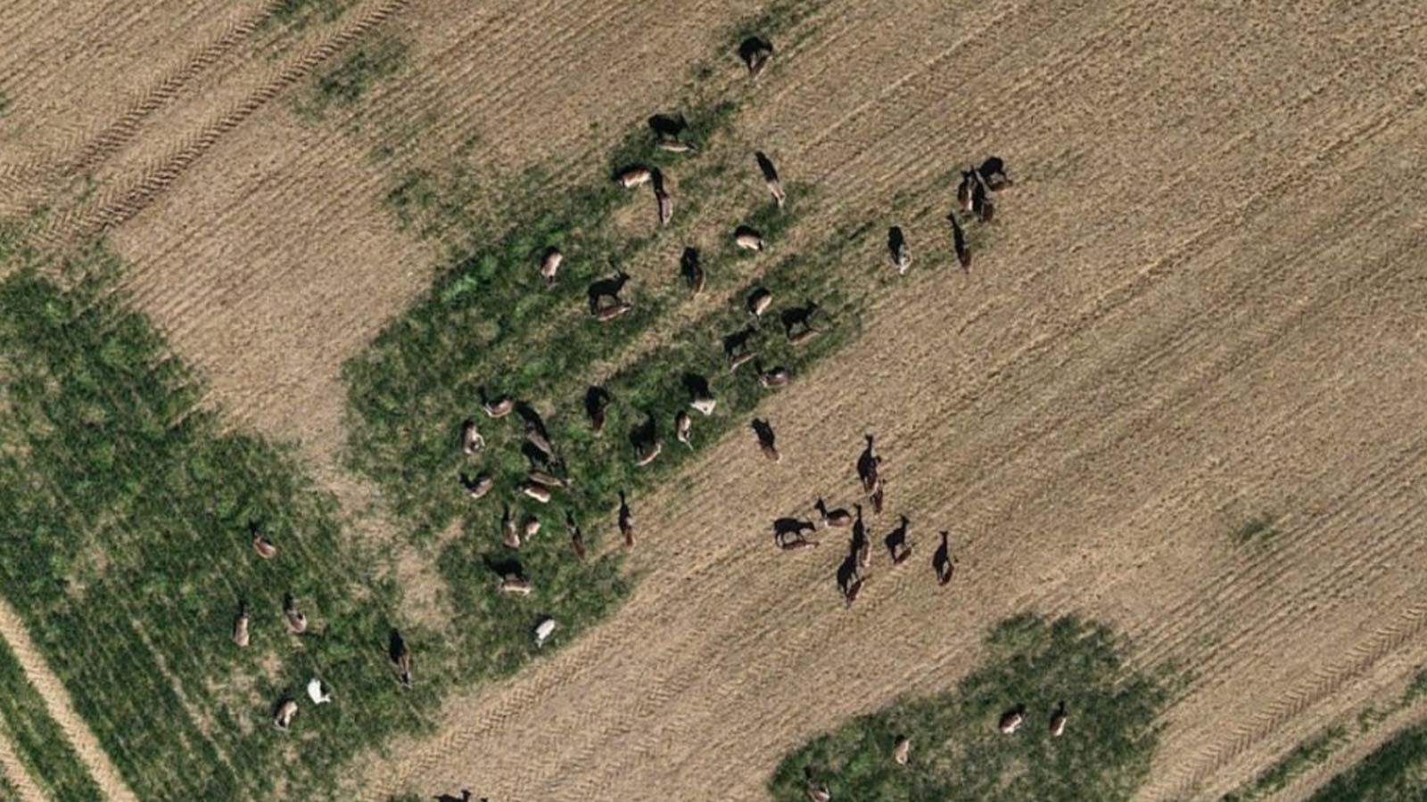 Crop damage assessment on a farmland with PIX4Dfields | Pix4D