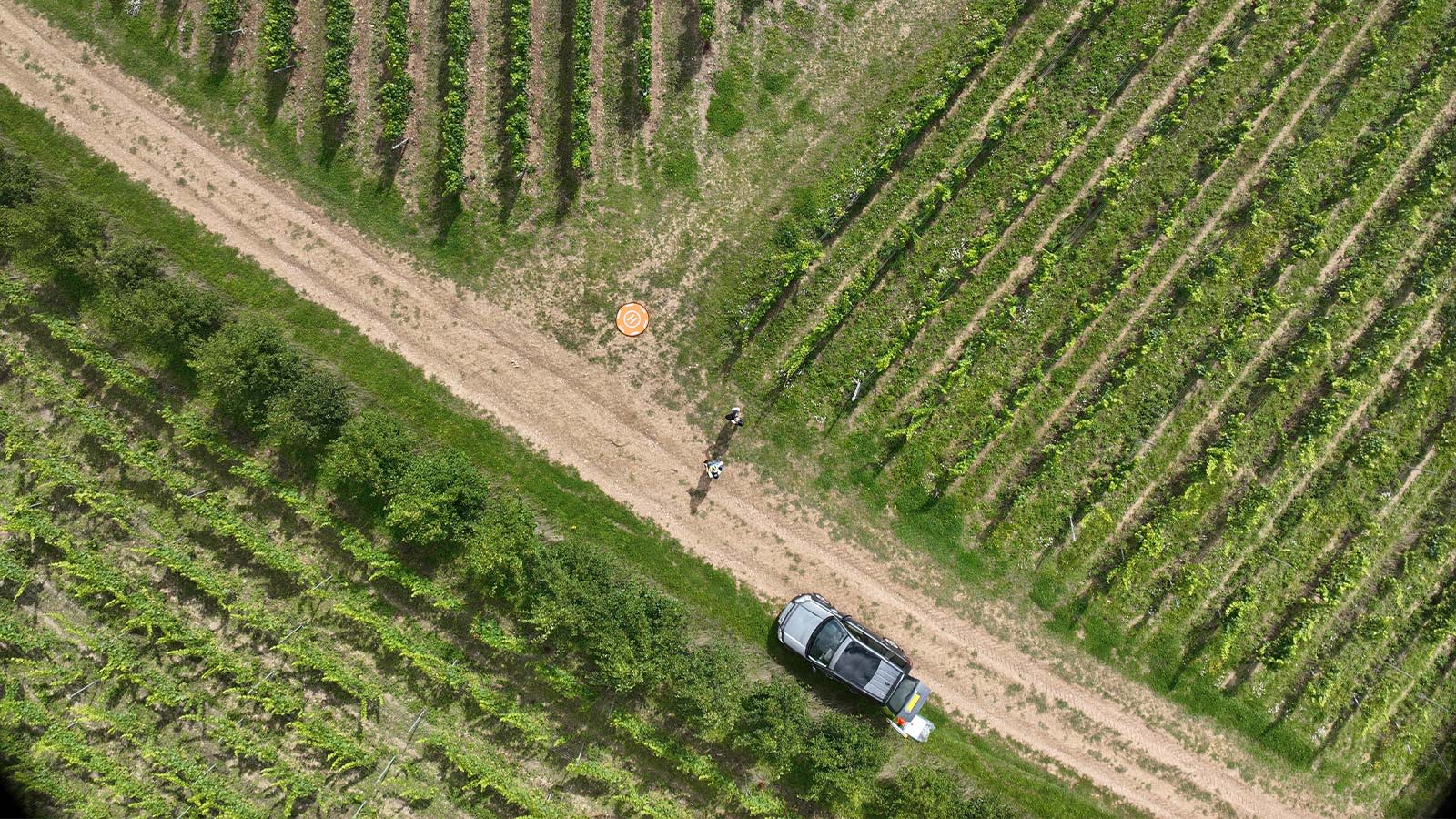 PIX4Dfields: vineyard disease detection and harvest planning | Pix4D