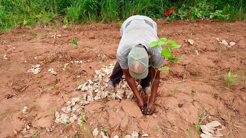 3D mapping and drones target deforestation with PIX4Dmatic | Pix4D