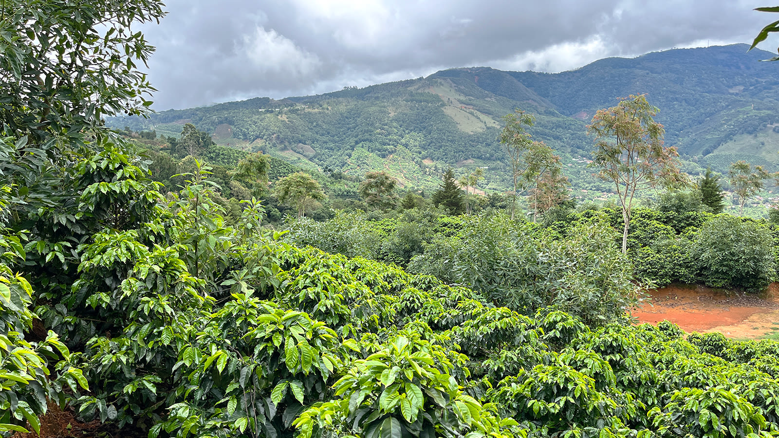 Cómo el café se apoya en la cartografía con drones | Pix4D