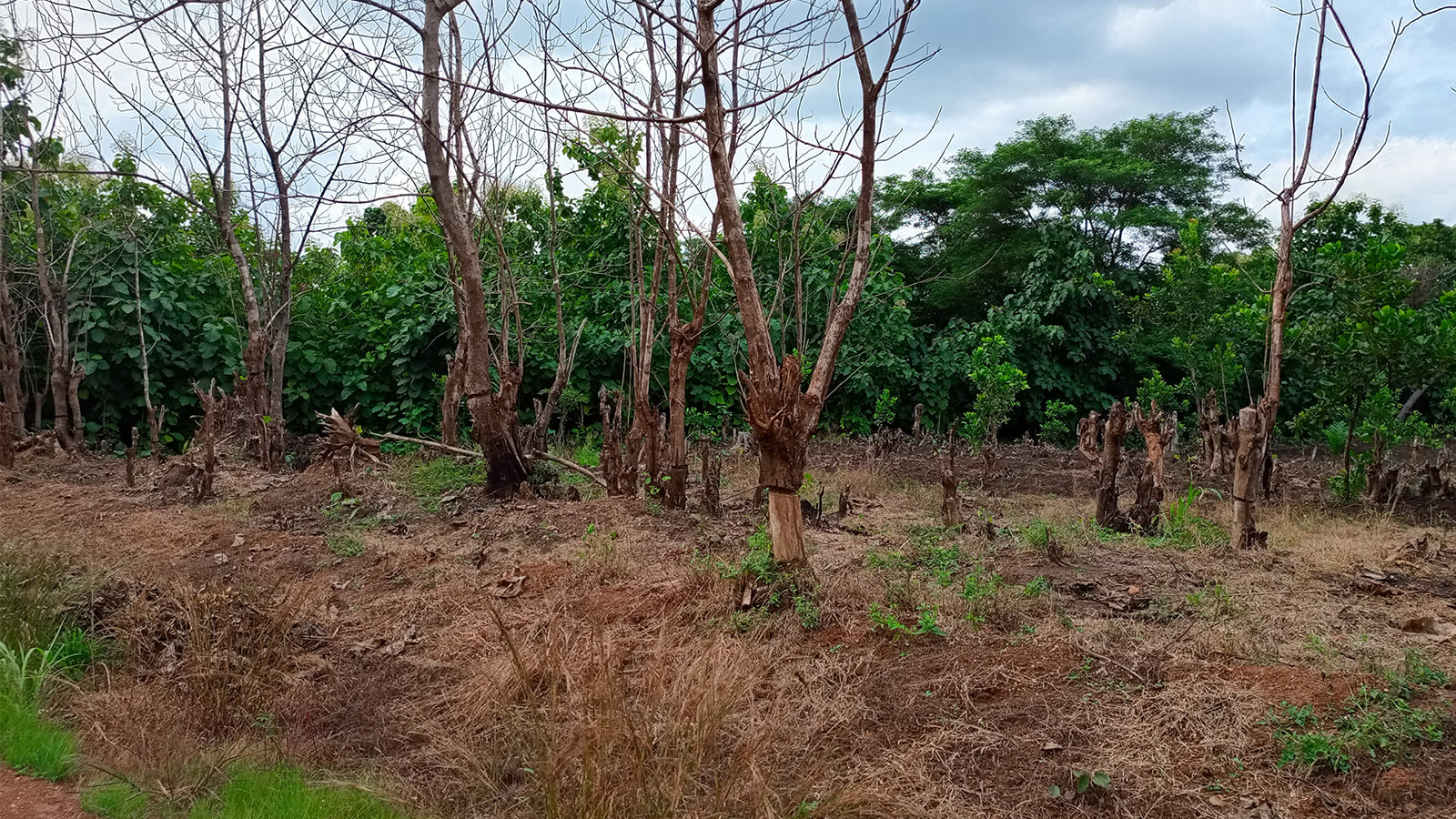 3d Mapping And Drones Target Deforestation With Pix4dmatic Pix4d