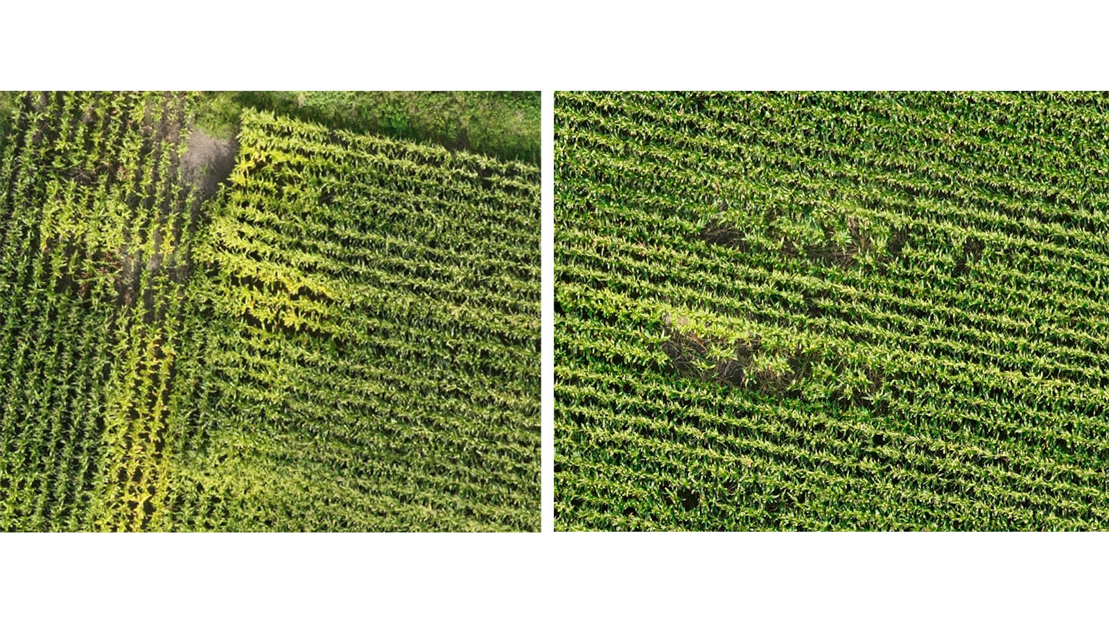 Wildlife damage assessment for crop insurance | Pix4D
