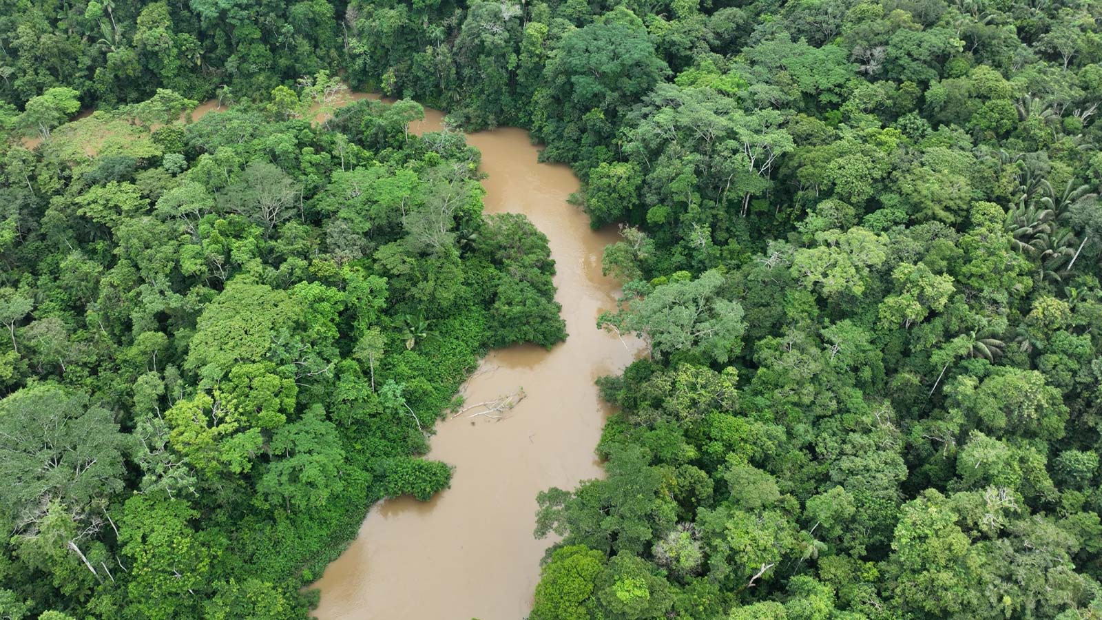 Mapping the Amazon Rainforest with PIX4Dmatic | Pix4D