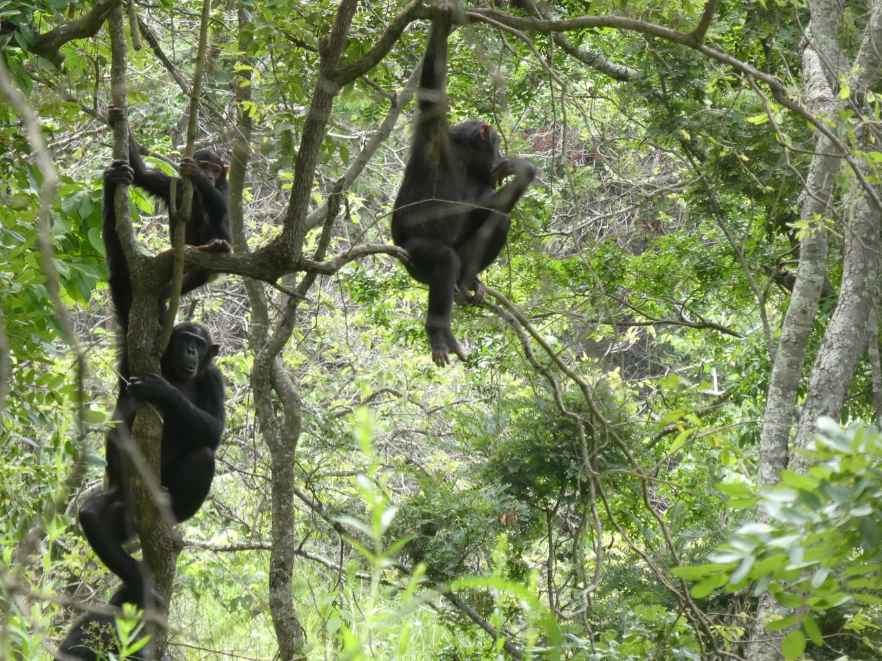 Mapping chimps: Drones and the future of conservation | Pix4D