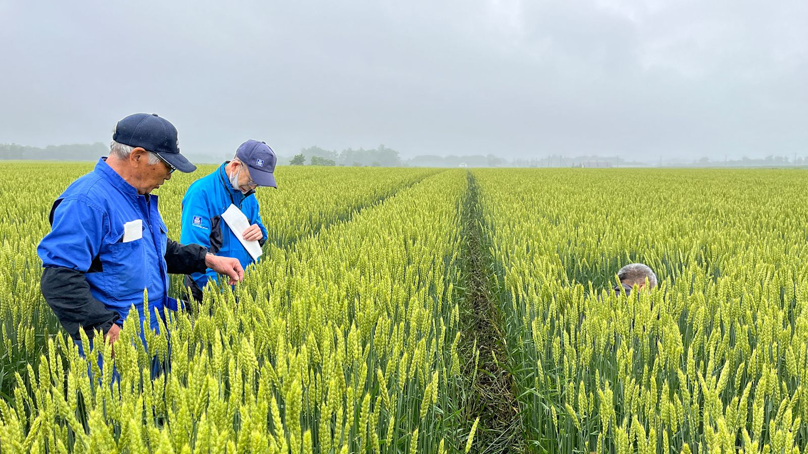 Using drones to empower agricultural support services | Pix4D