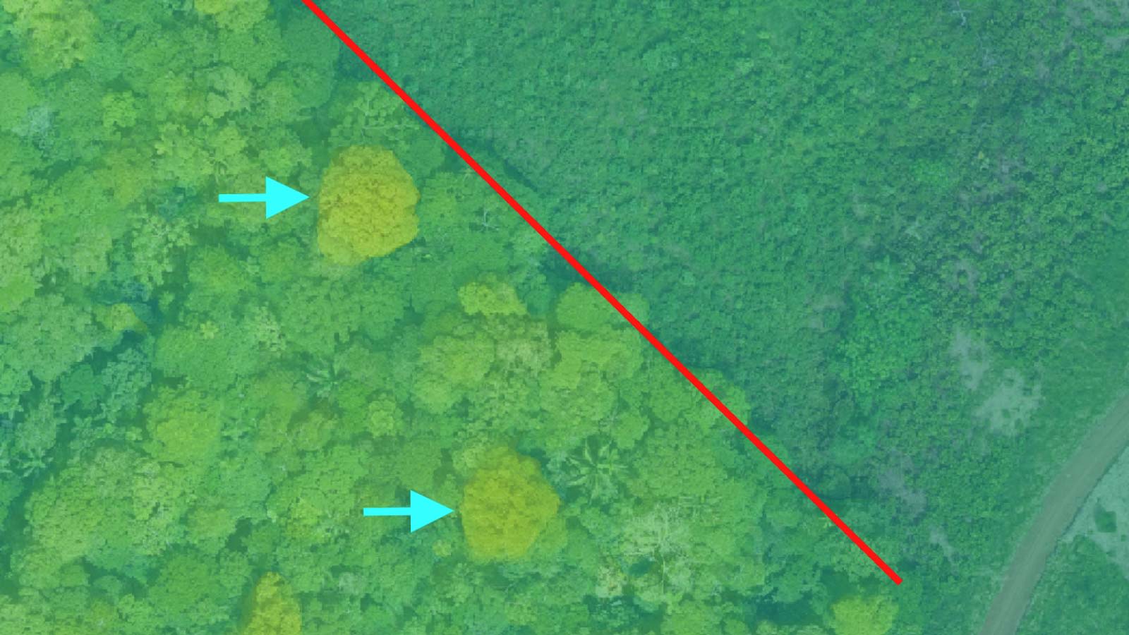 Mapping the Amazon Rainforest with PIX4Dmatic | Pix4D