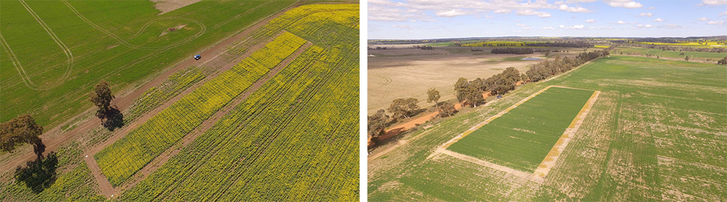 How drone mapping makes on-farm test plots relevant | Pix4D
