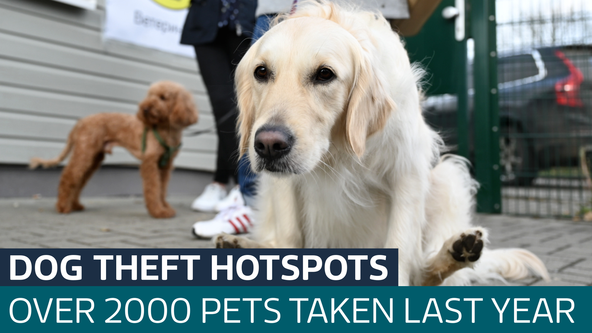 Dog owners warned to be careful as pet thefts hotspots are revealed ...