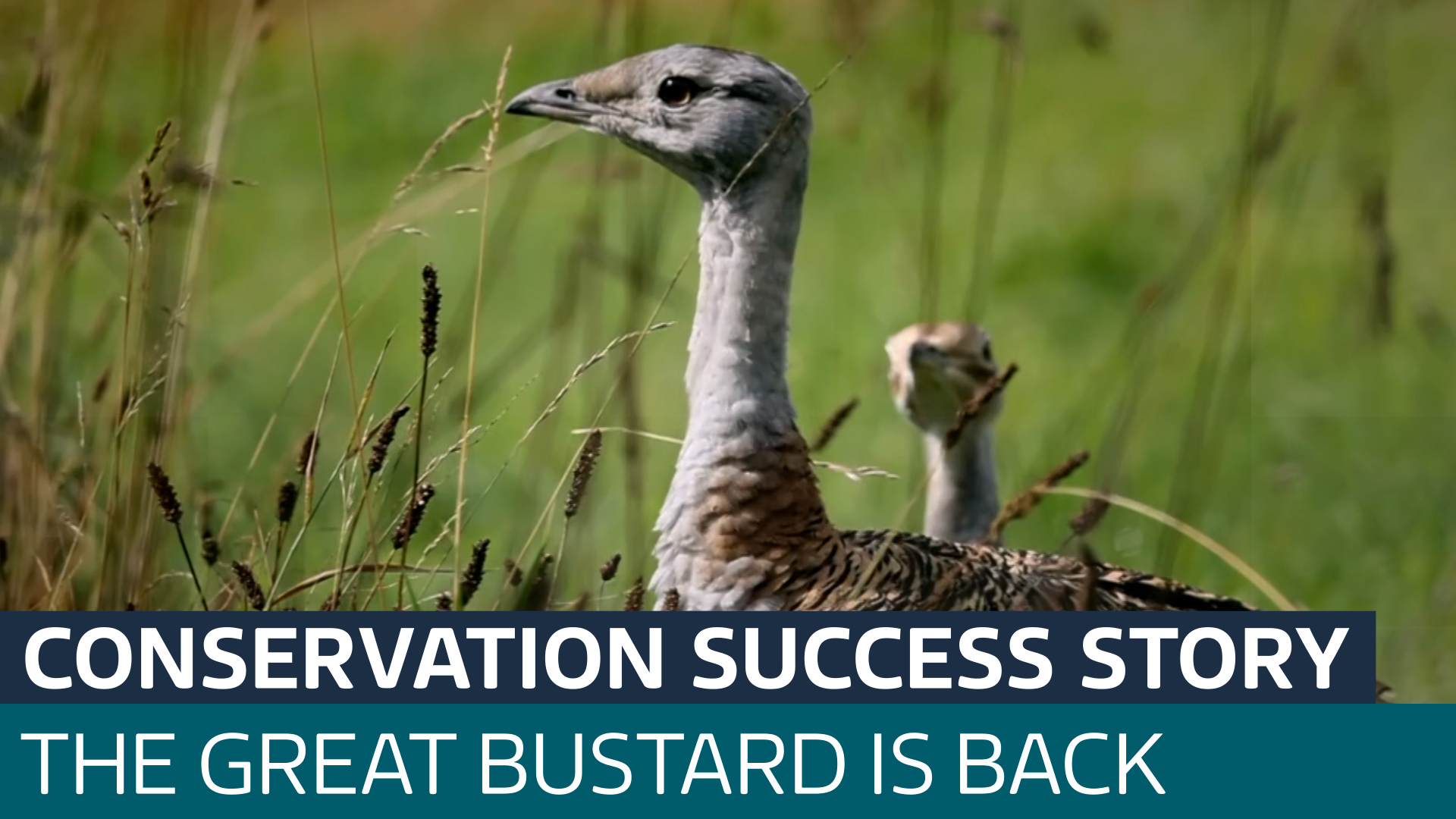 After 150 years the Great Bustard is back, and breeding, in England ...