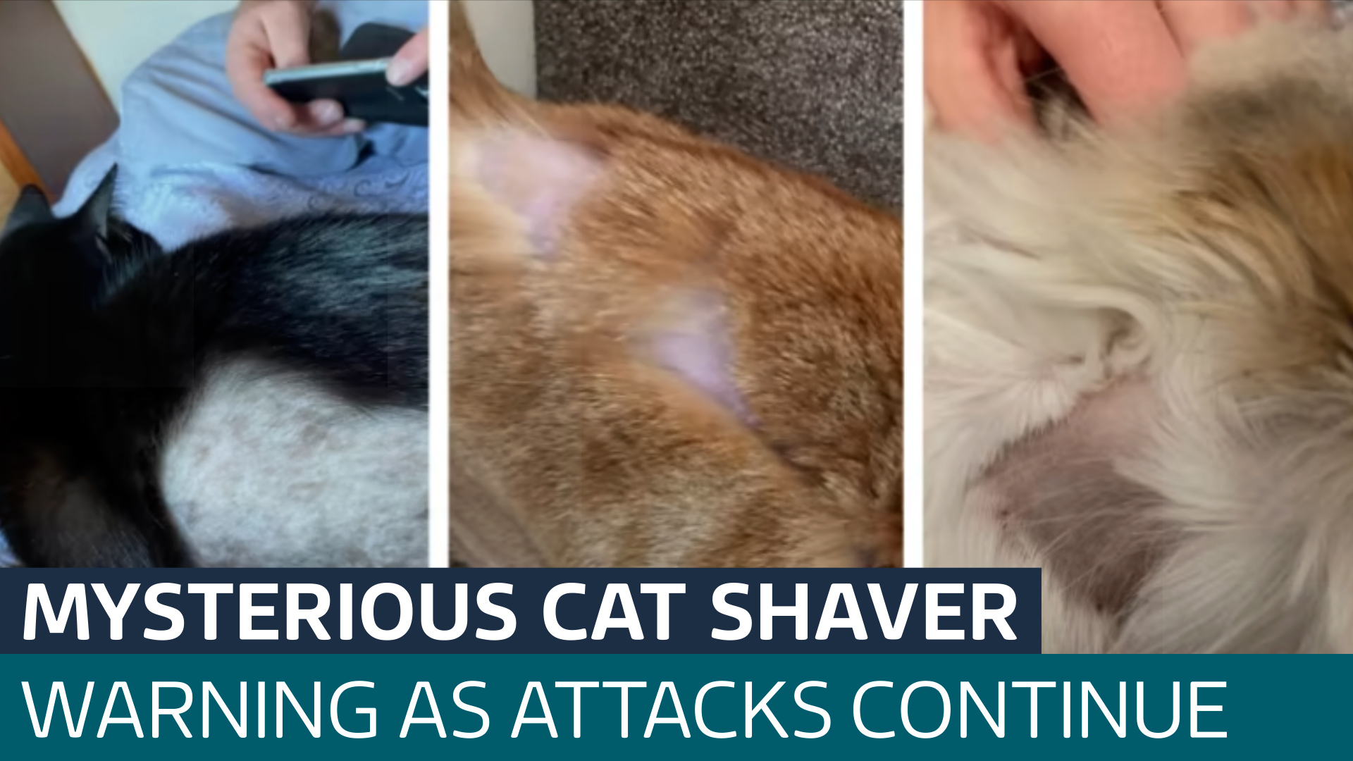 Pets shaved in 'disturbing' spate of attacks across Kent - Latest From ...
