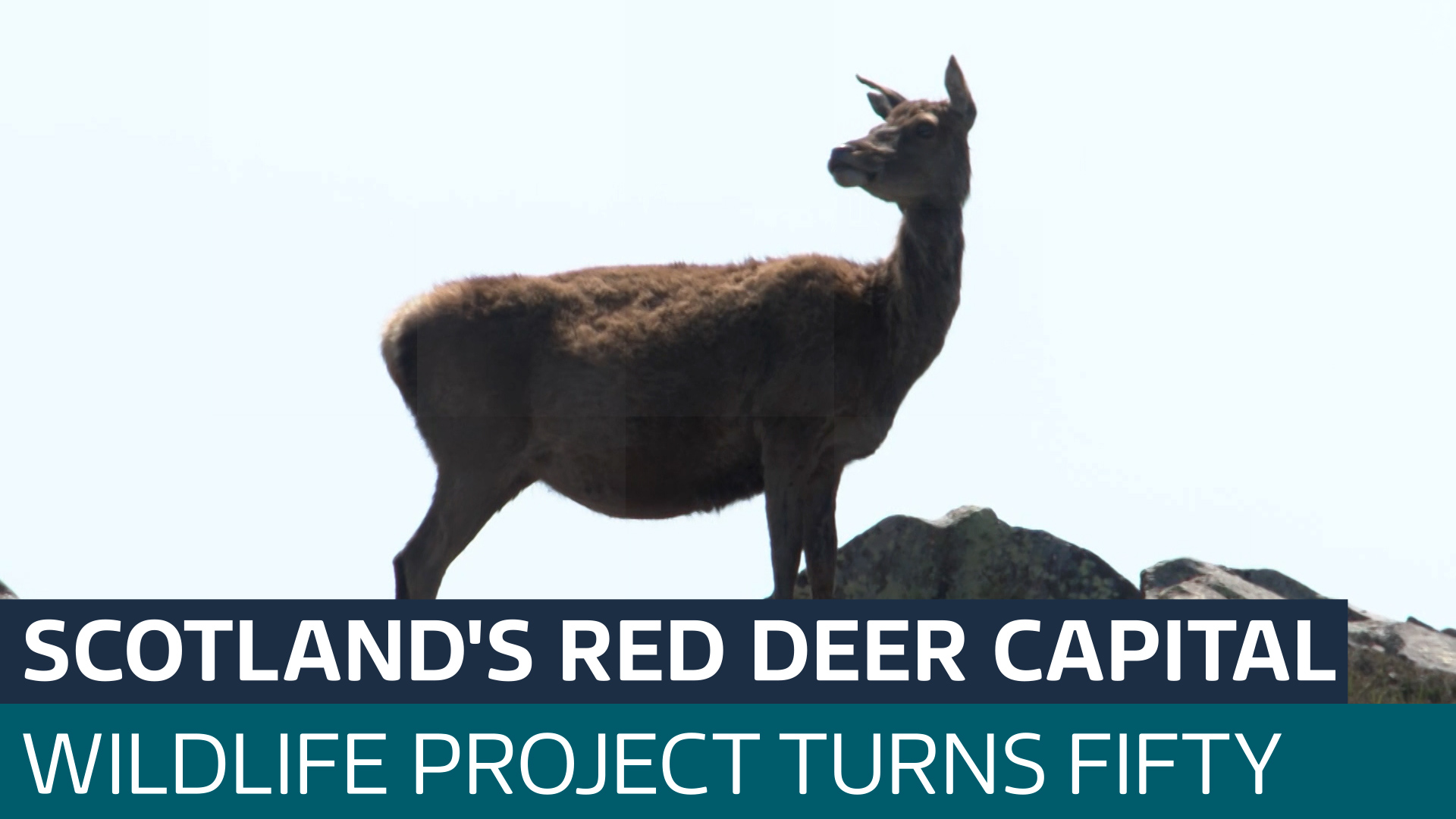 Welcome to the Isle of Rum, where red deer outnumber people by more ...