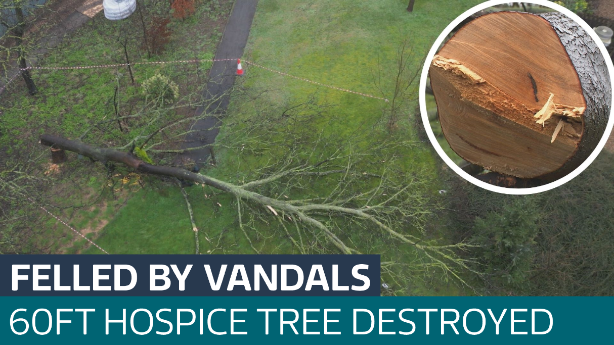 Beloved tree at hospice chopped down by vandals for no apparent reason ...