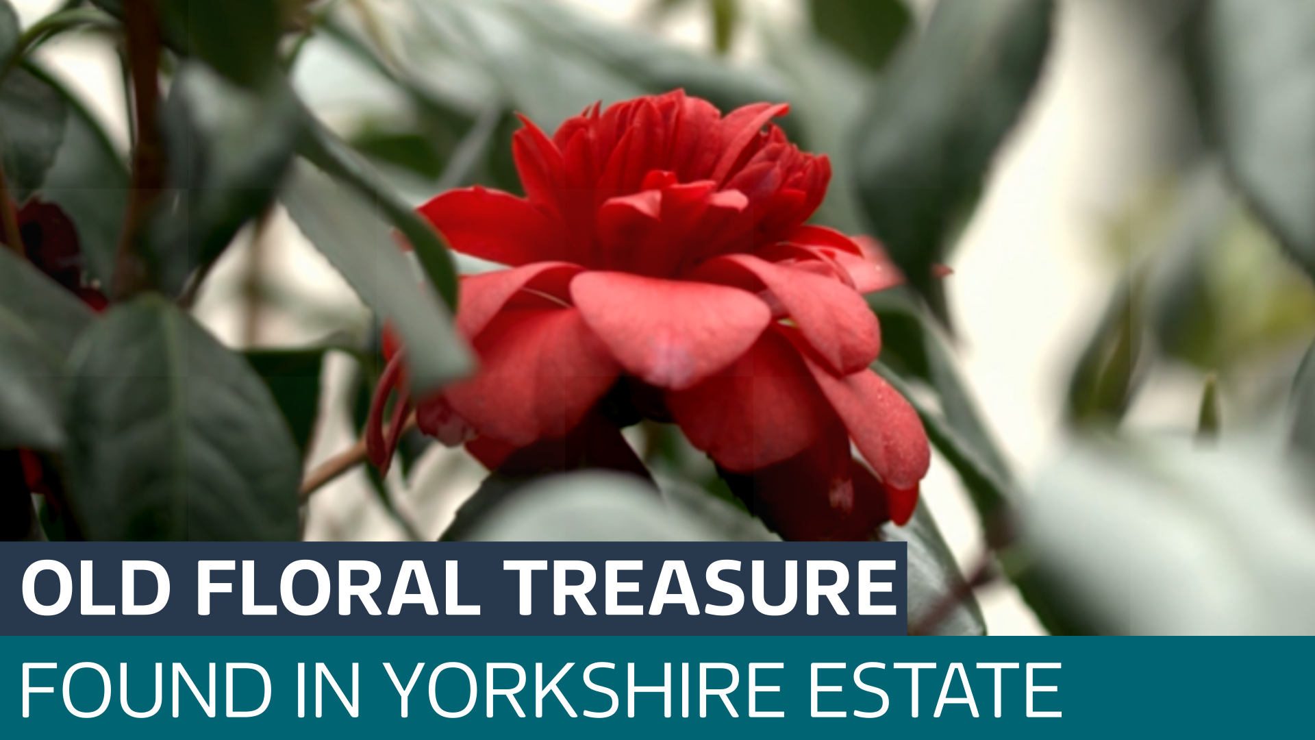 World's oldest Camellia flowers rediscovered on South Yorkshire estate ...