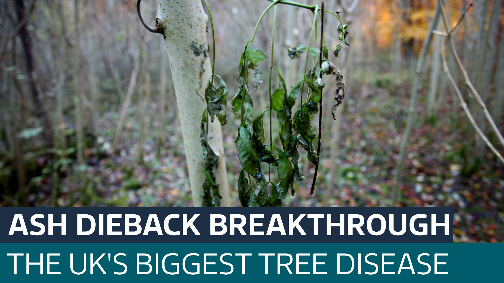 Breakthrough in Ash Dieback research could provide answers to UK's ...