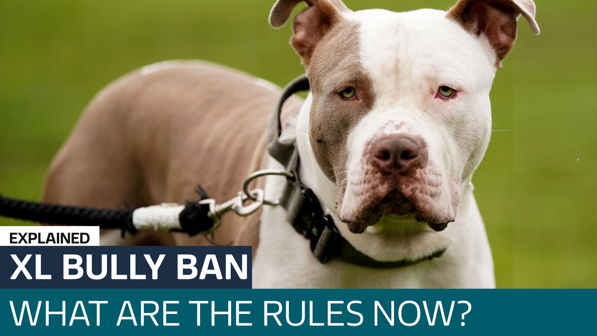 The XL bully ban has begun across England and Wales, but what does this ...