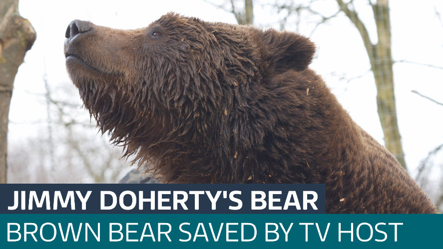 Brown bear, destined for death, is saved by TV's Jimmy Doherty - Latest ...