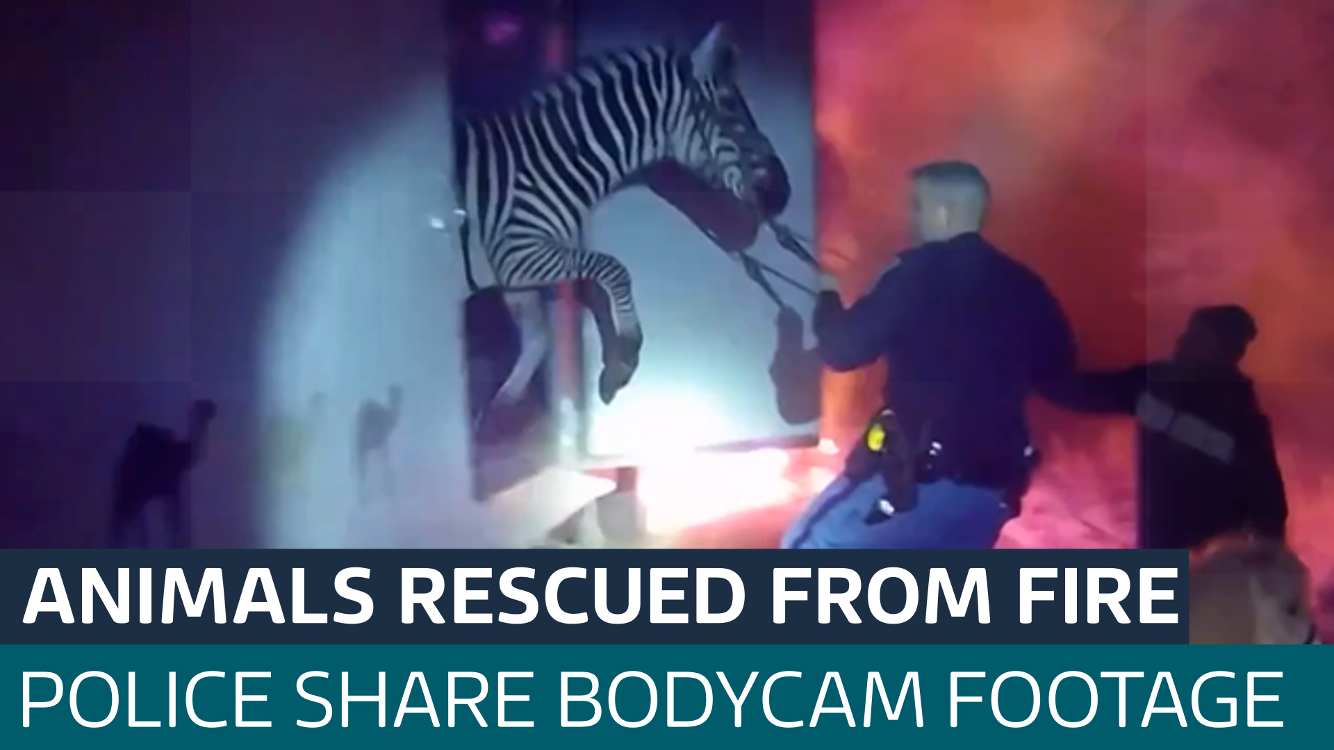 Dramatic police footage shows animals rescued from circus trailer ...