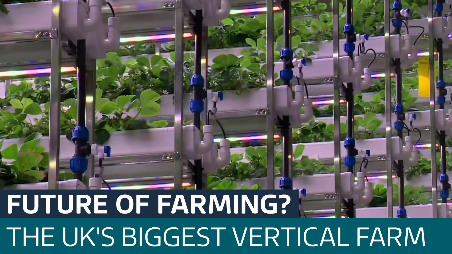 A glimpse into the future? Inside the biggest 'vertical smart farm' in ...