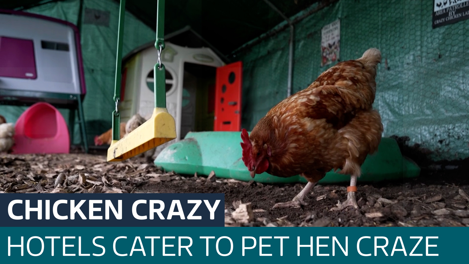 UK sees boom in so-called 'hen hotels' catering to chicken craze ...