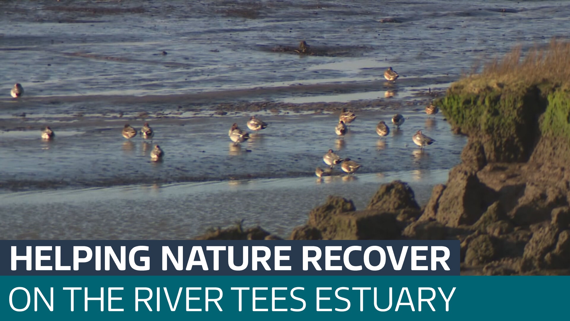 A £30 million project has begun to restore the ecosystem on Teesside ...