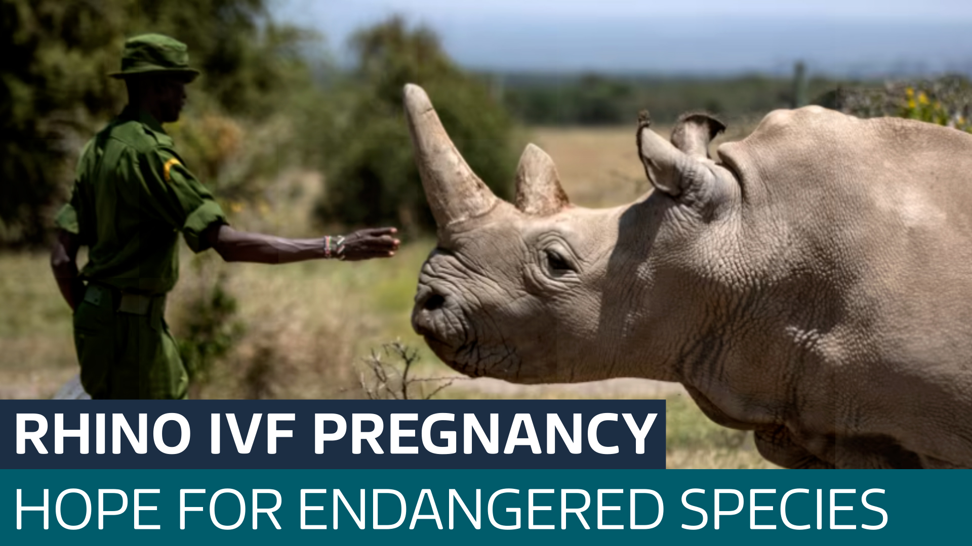 Could IVF help save the southern white rhino from extinction? - Latest ...
