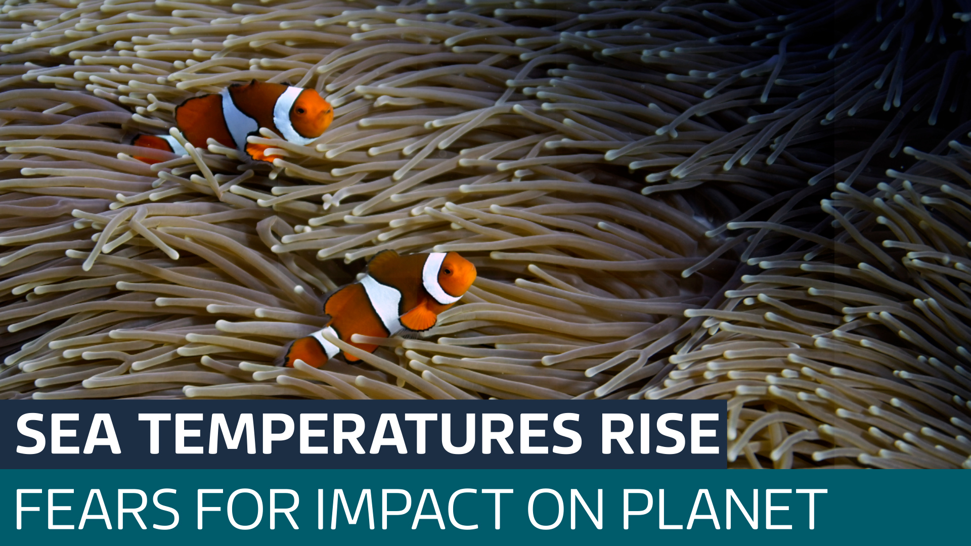 Oceans hit hottest ever recorded temperature as scientists issue ...