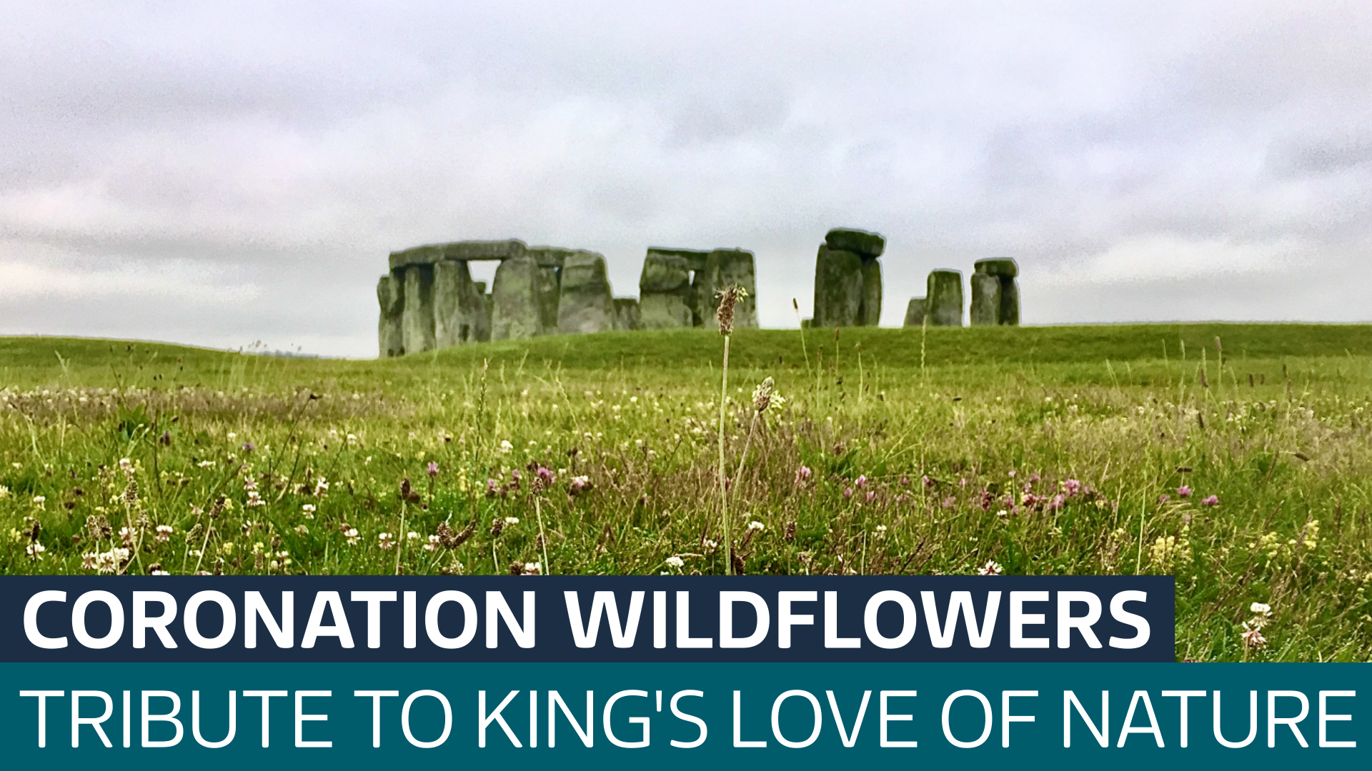 Wildflower meadows to return to 100 historic sites for King Charles's ...