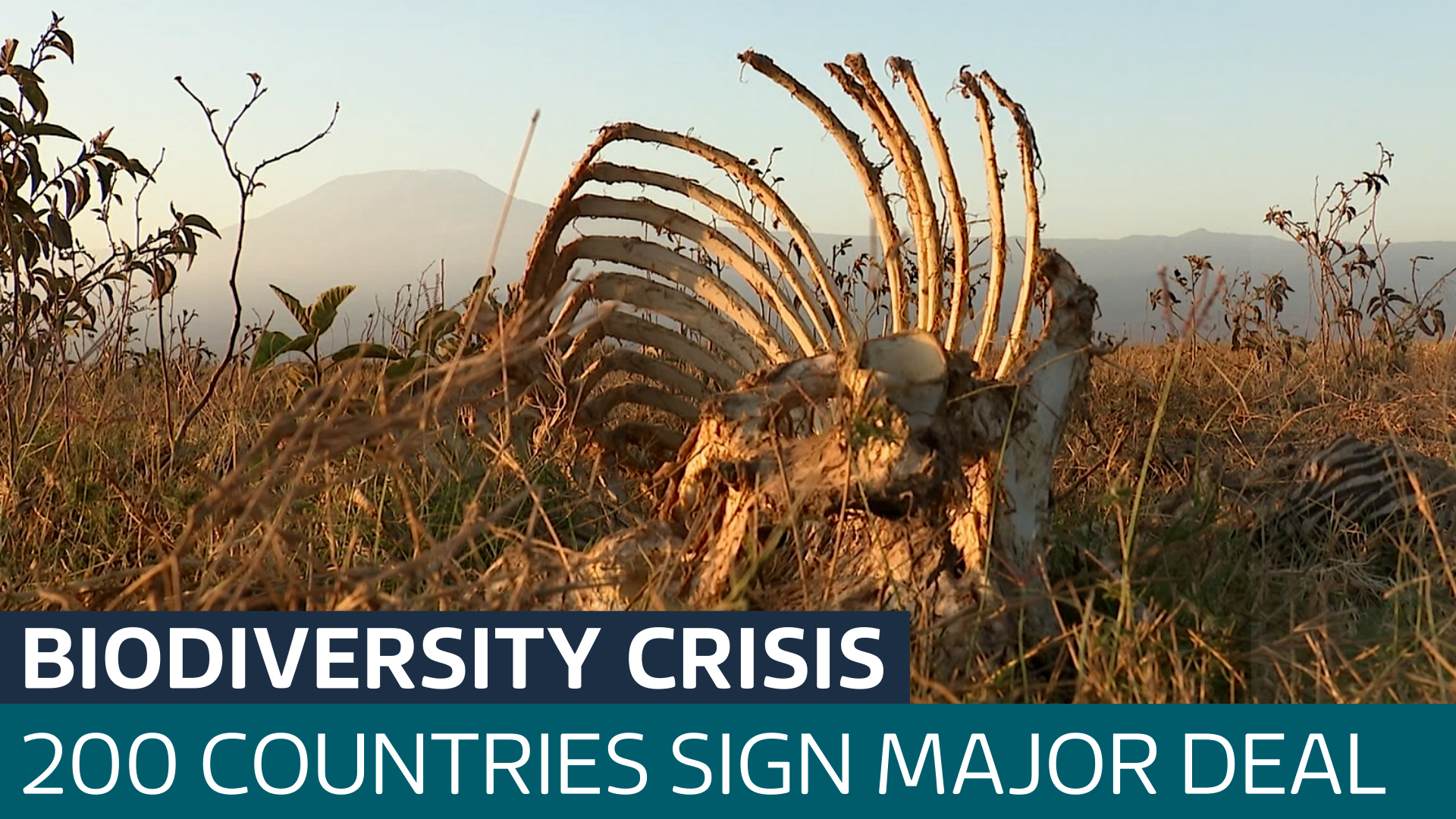 200 countries pledge to protect 30% of world's land and oceans by 2030 ...