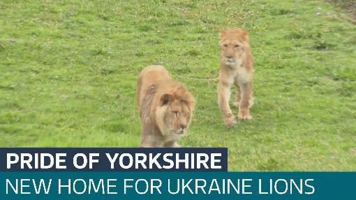 Lions rescued from Ukraine adapting to new Yorkshire home - Latest From ...