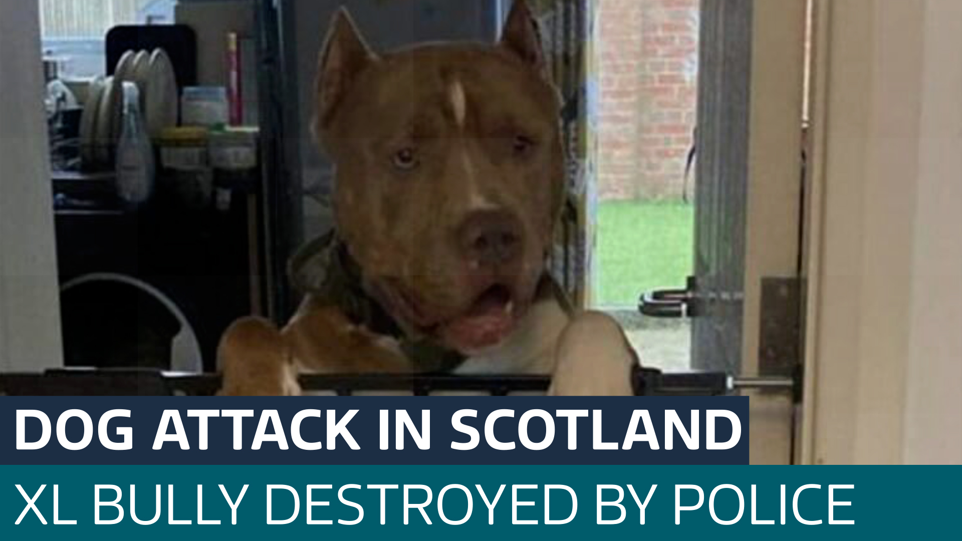 XL Bully shot after attacking three people in Scotland - Latest From ...
