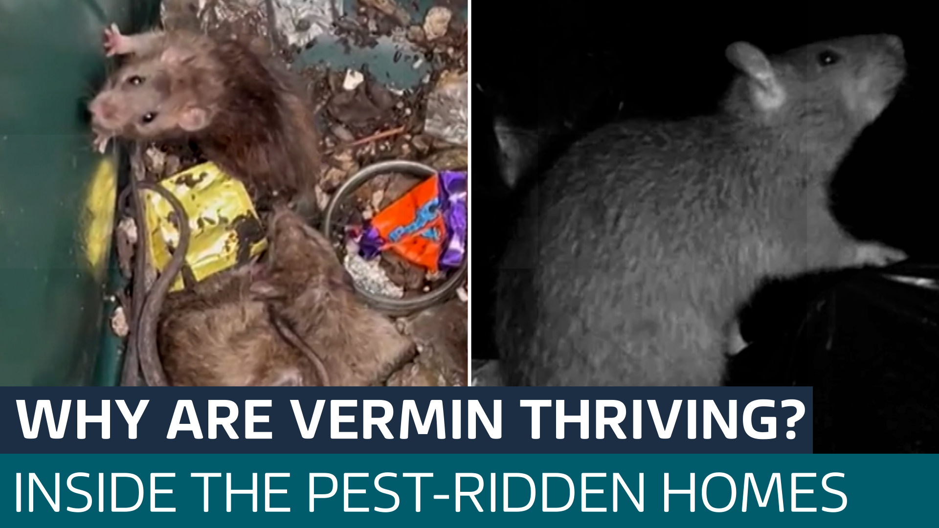 Britain's pest problem: Inside the social housing where vermin flourish ...