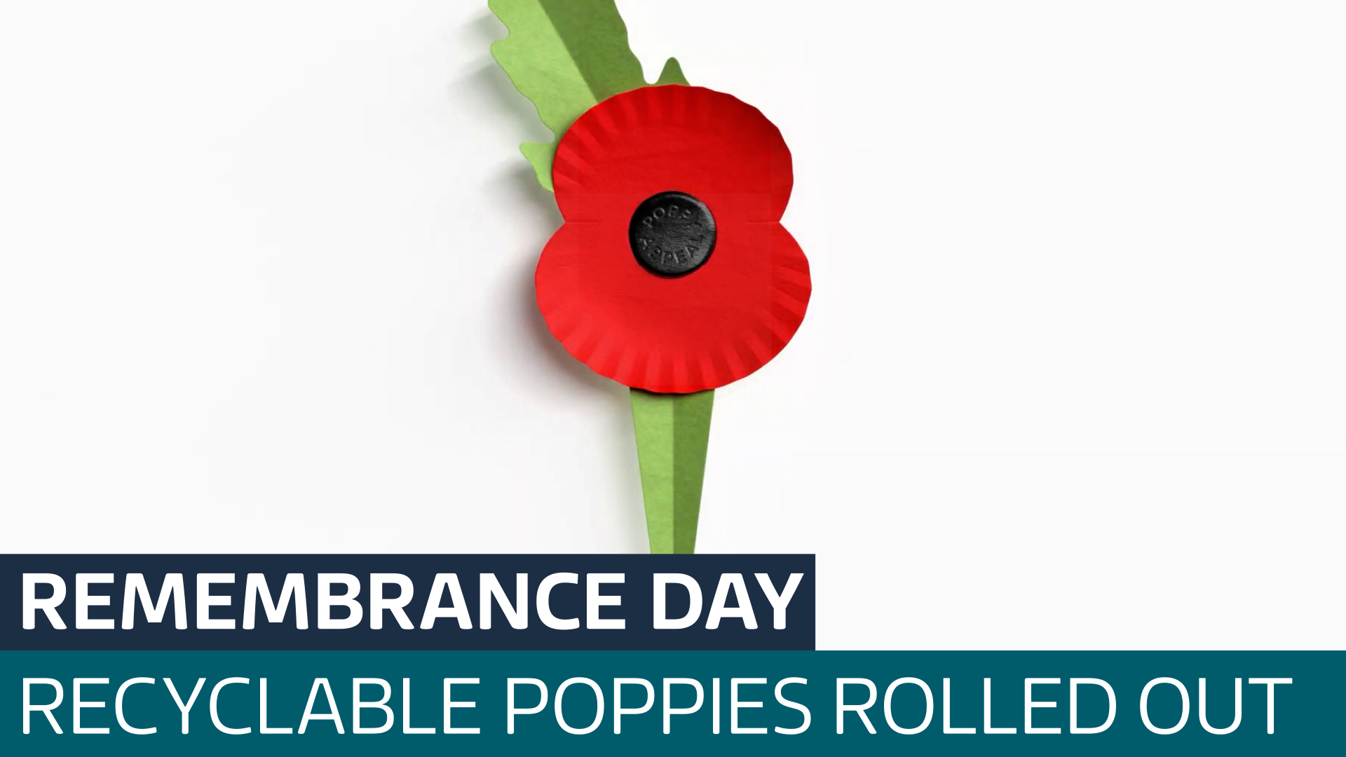 Royal British Legion remembrance poppies go plastic-free - Latest From ...