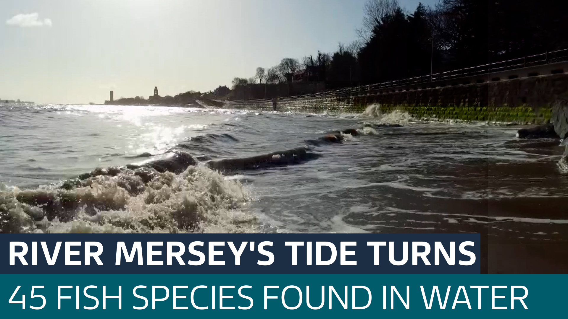 Dozens of fish species found in previously 'biologically dead' River ...
