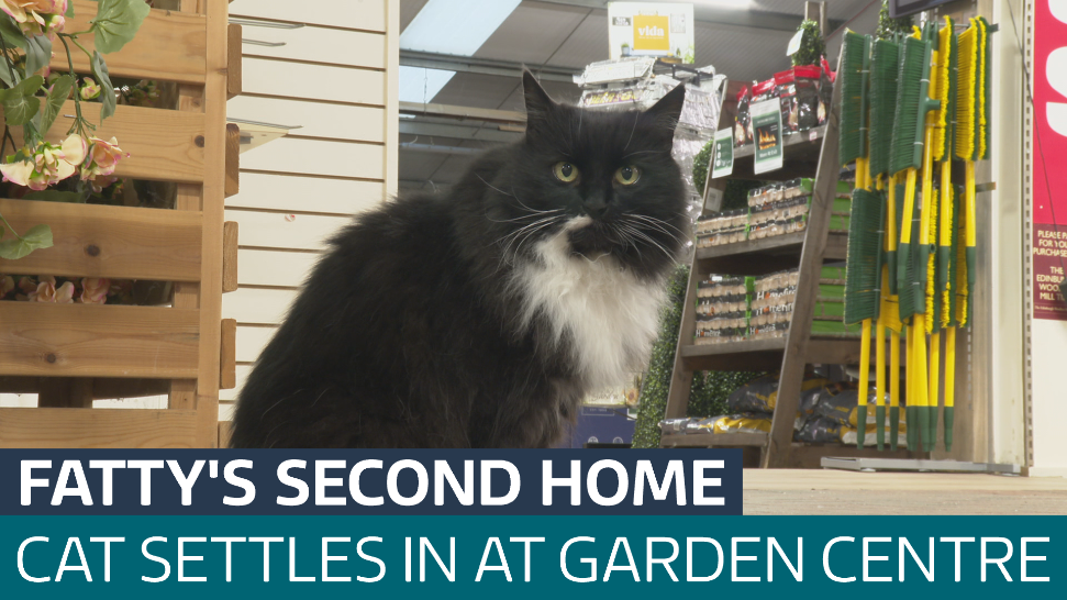 Meet the cat who spends every day at her local garden centre - Latest ...