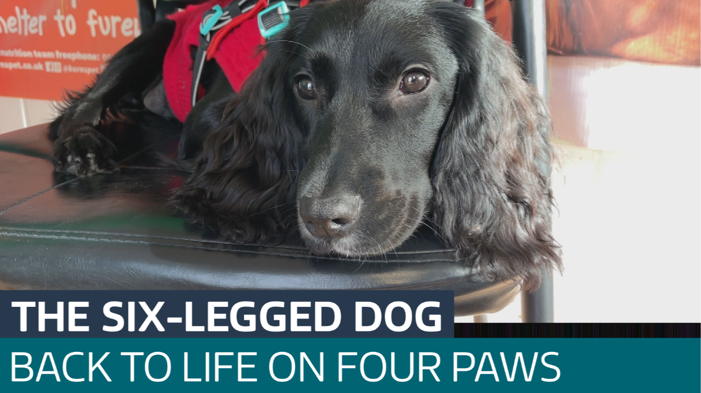 The six-legged spaniel getting used to life on four paws after her ...