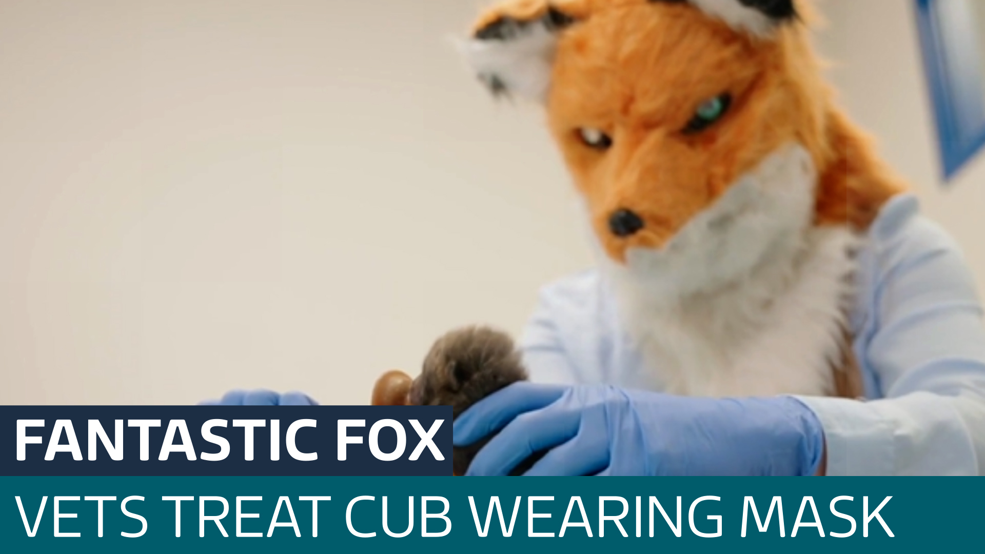Wildlife centre staff treats fox cub while wearing masks - Latest From ...