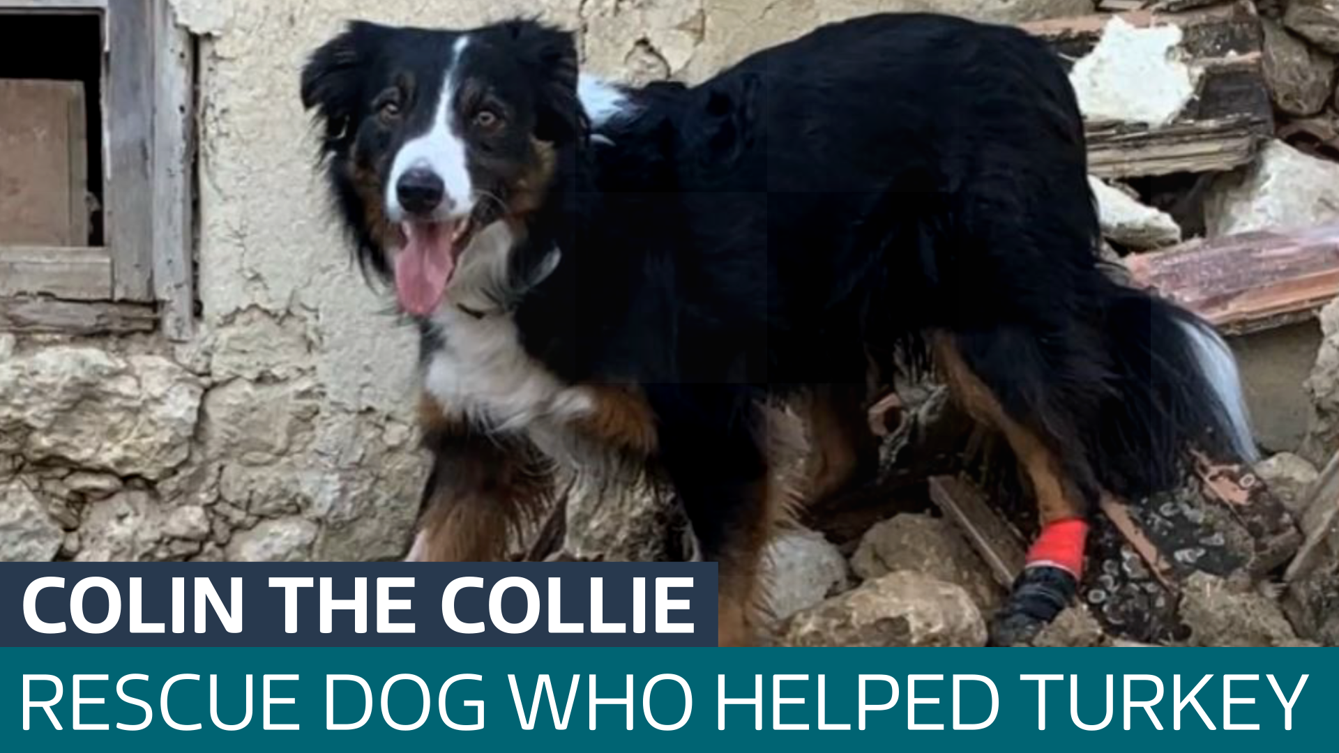 Turkey-Syria earthquakes: The hero dog who came to the rescue - Latest ...