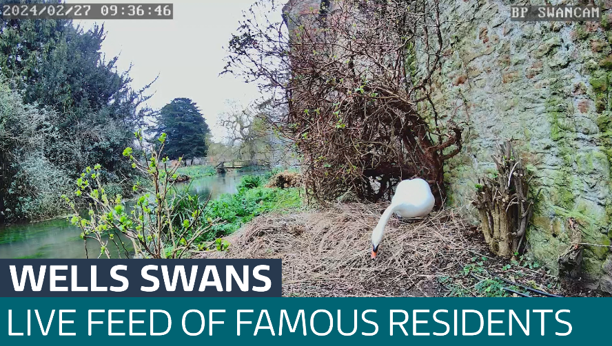 Wells swans prepare for company - Latest From ITV News