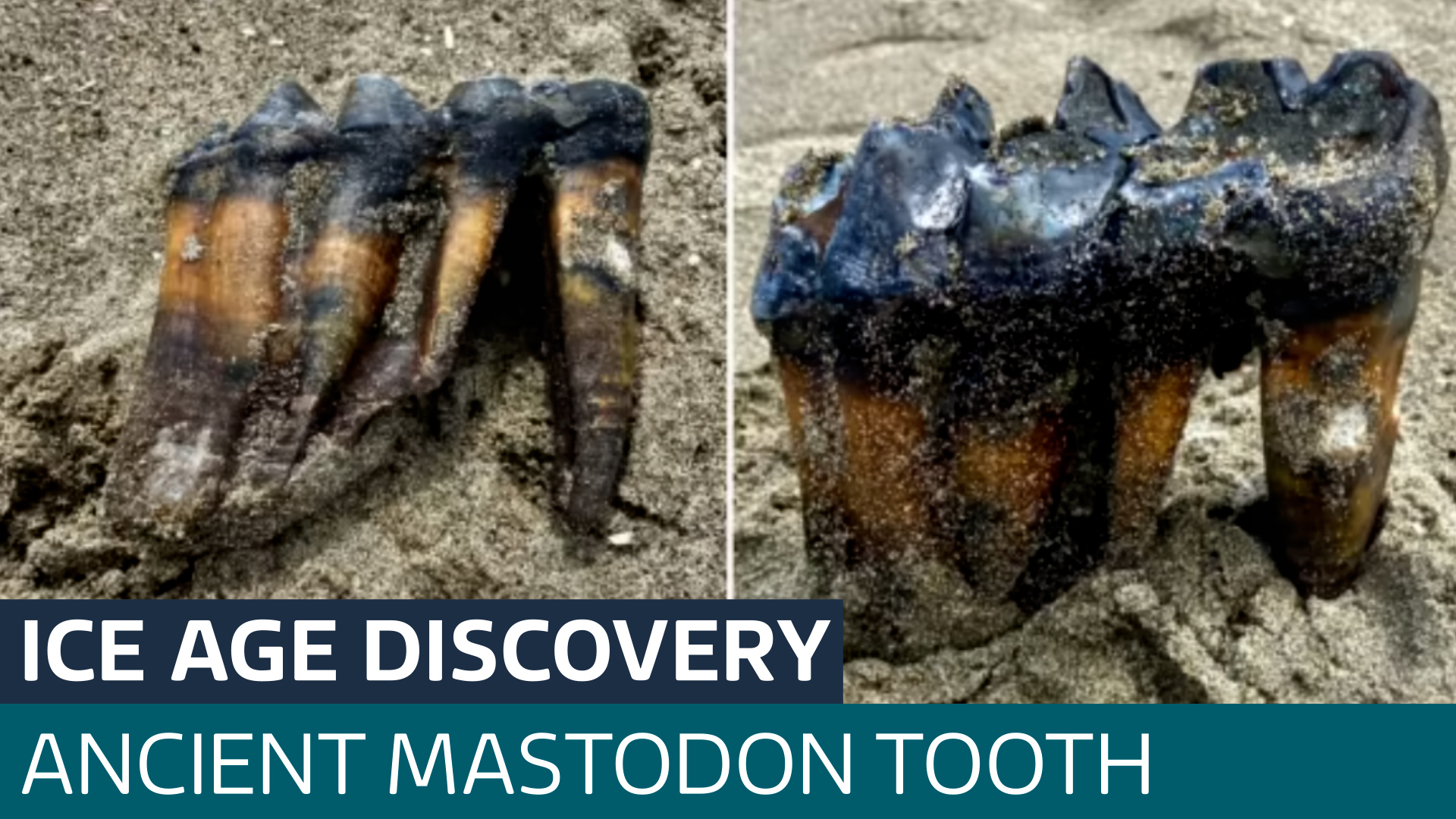 Jogger finds foot-long ancient mastodon tooth on beach - Latest From ...