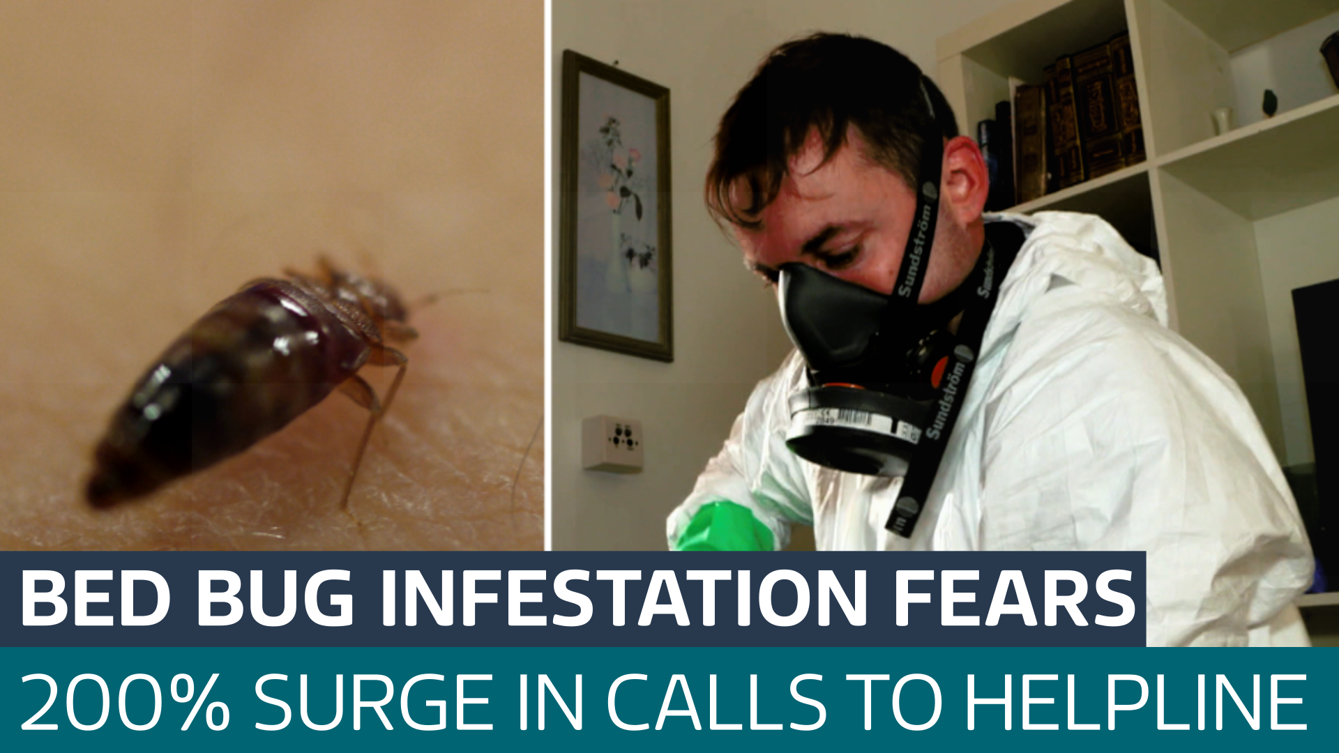Bed bug infestations on the rise as pest control companies see surge in ...