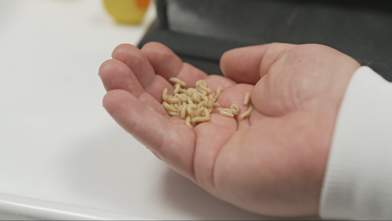 Meet the scientist who's made maggots her mission - Latest From ITV News