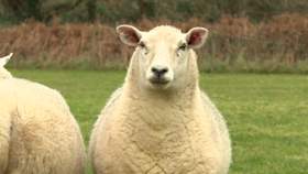 Life on a smallholding with the 'Jersey Sheep Lady' - Latest From ITV News