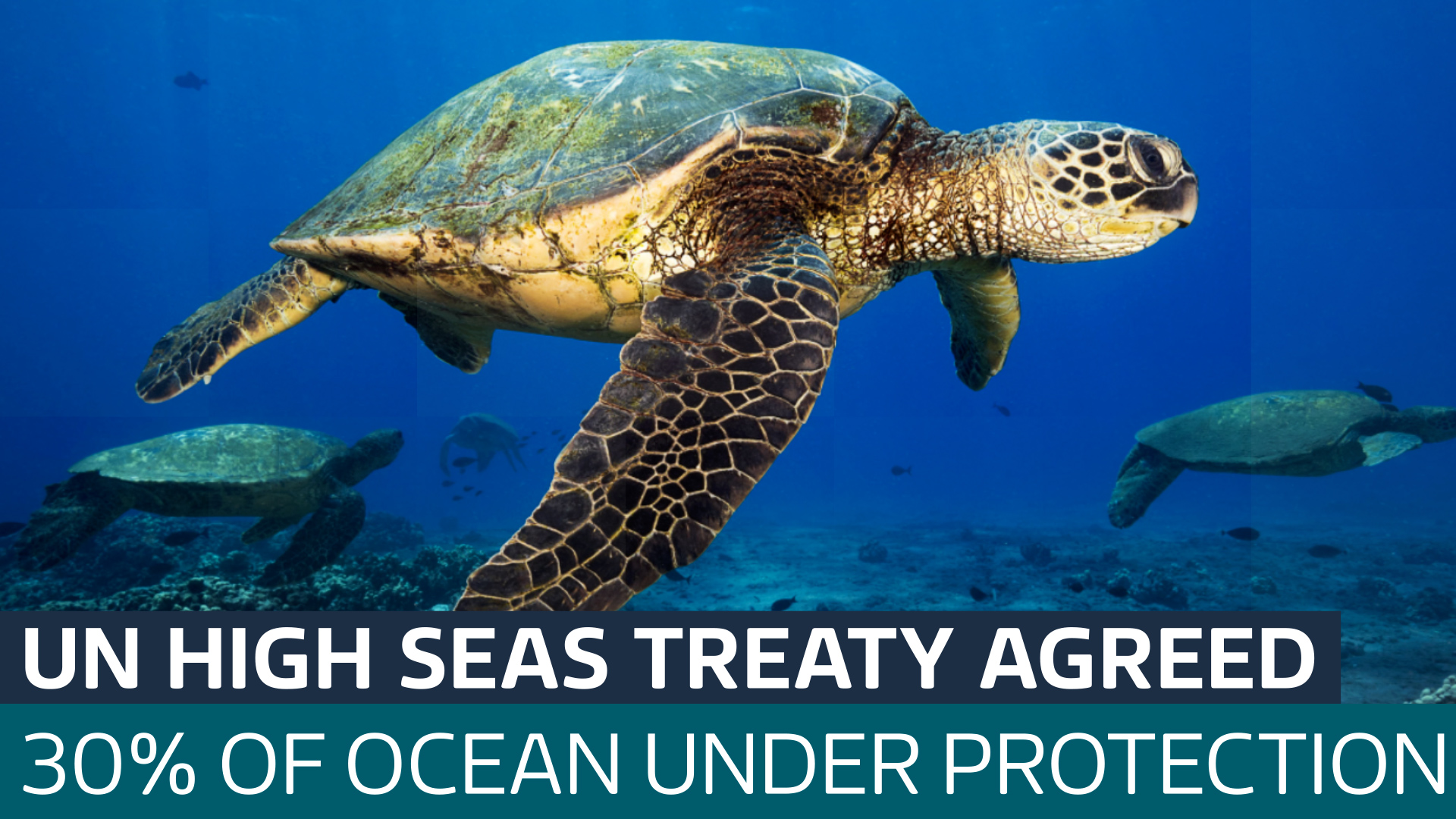 UN reaches new historic high seas agreement on protecting world's ...